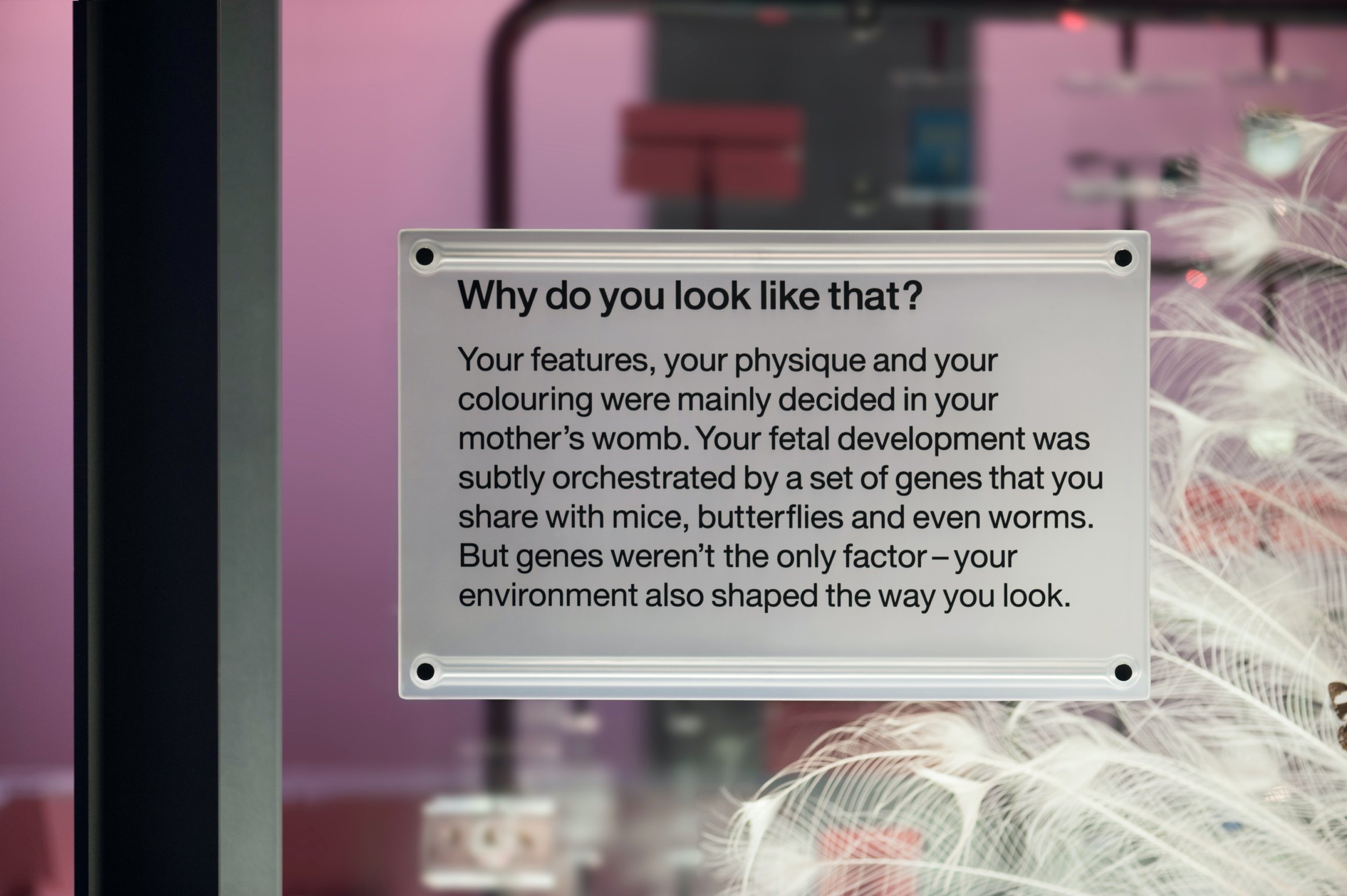 Science Museum – Who am I?, 2010 (Exhibition) | Graphic Thought Facility